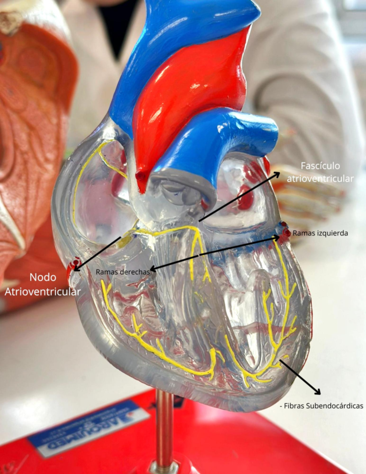 Anato - Imagen de Corazon rotulado - Anatomía - Fascículo ...