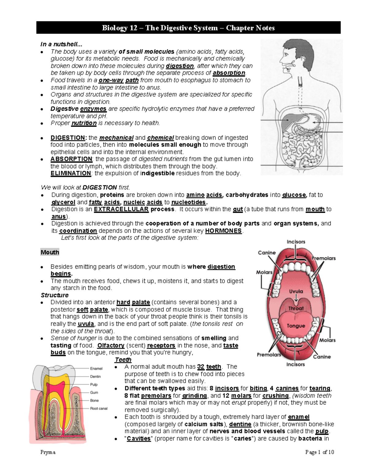 Httpwjmouat.camoodlepluginfile - Biology 12 – The Digestive System ...