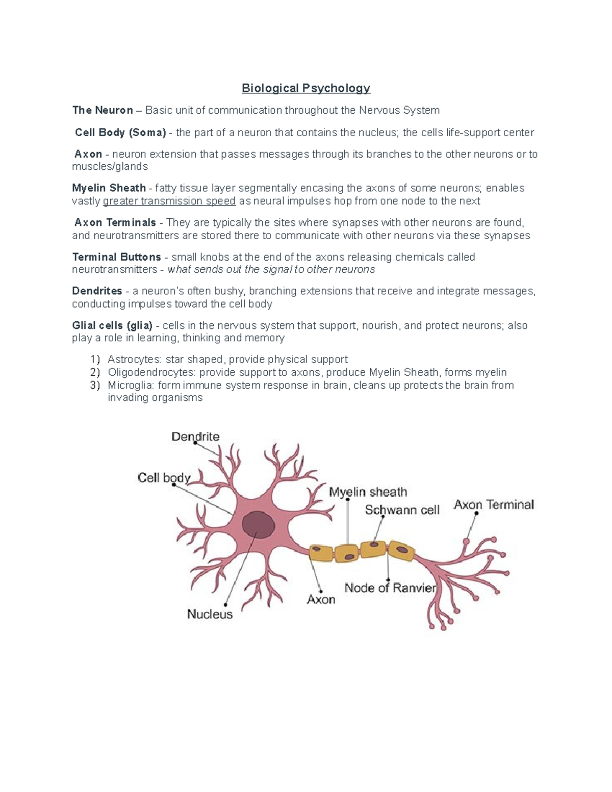 Neuroscience and Behavior - Biological Psychology The Neuron – Basic ...