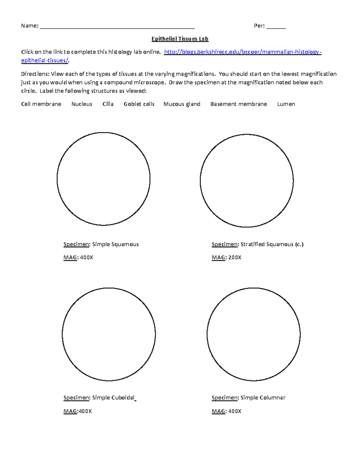 Epithelial Tissue Online Lab - Name ...