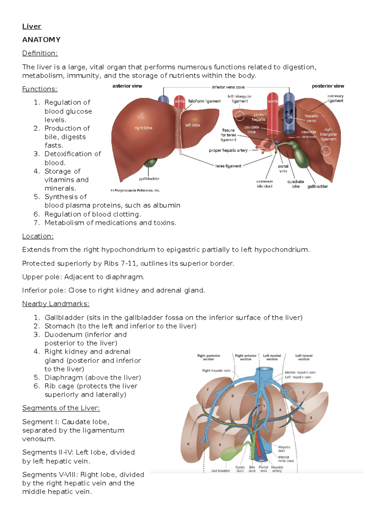 Liver - lecture notes - Liver ANATOMY Definition: The liver is a large ...