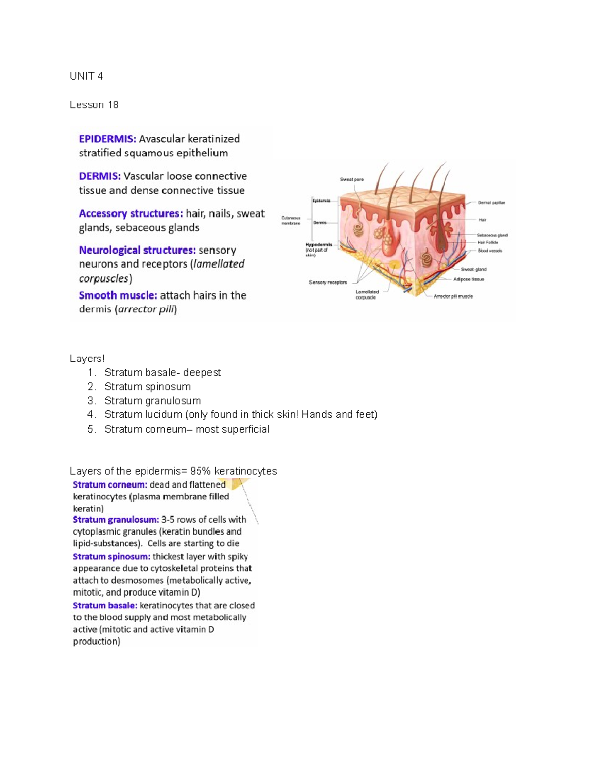 Bio 252 - Class notes and diagrams - UNIT 4 Lesson 18 Layers! 1 ...