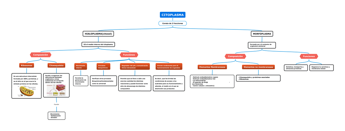 Hialoplasma y Morfoplasma - Consta de 2 fracciones HIALOPLASMA(citosol ...