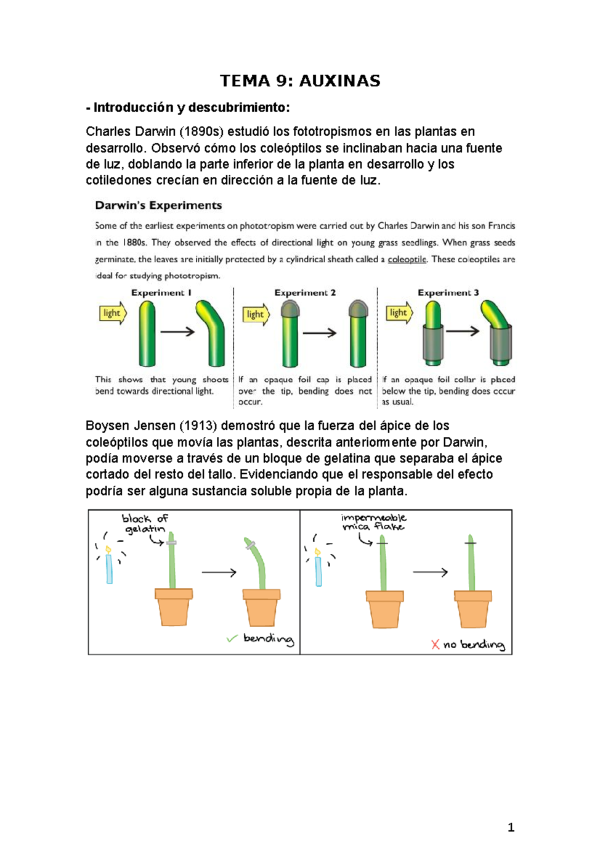 TEMA 9 (Desarrollo vegetal): auxinas - TEMA 9: AUXINAS - Introducción y ...