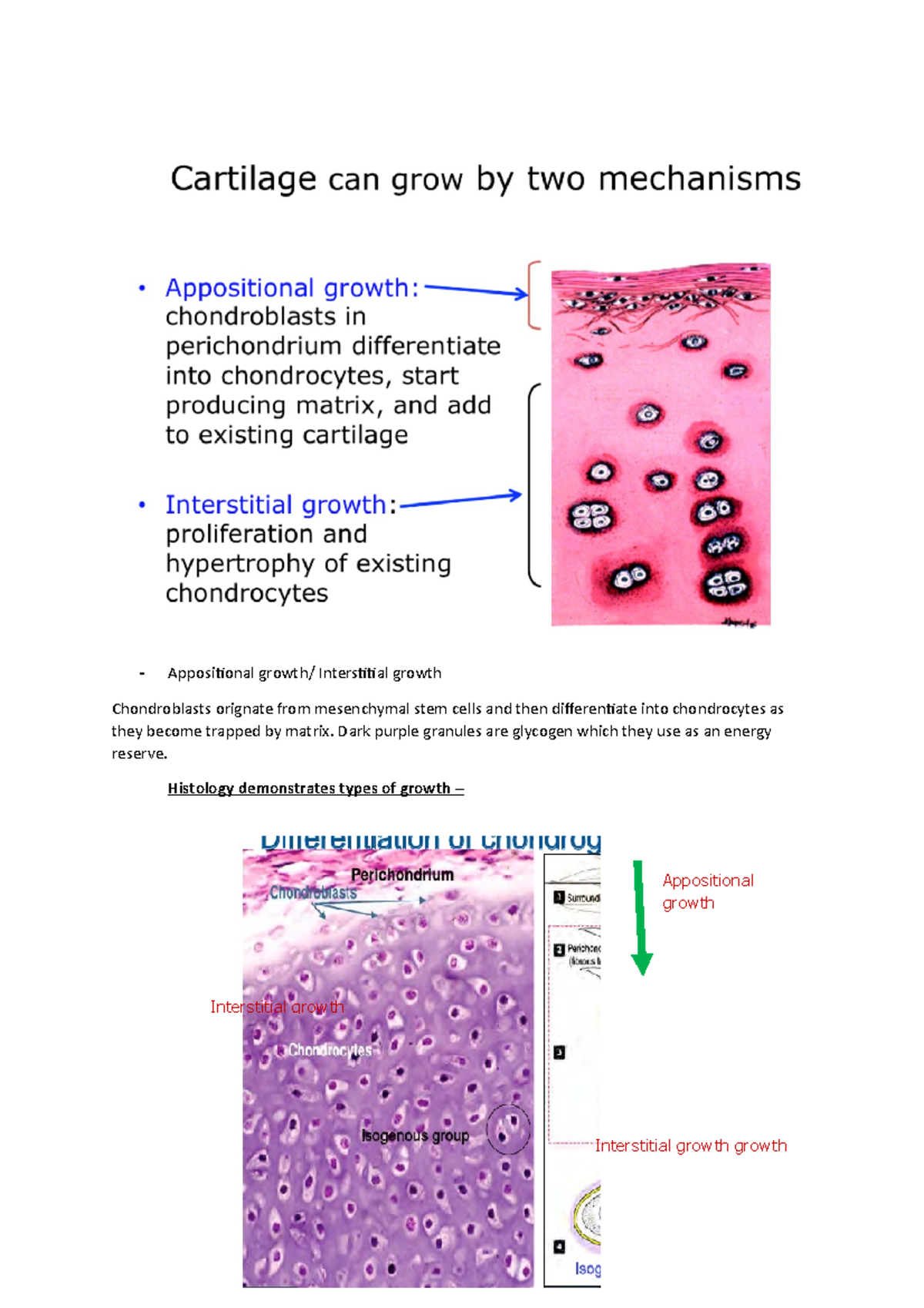 Bio Note 22 - Lecture notes 7-10 - Appositional growth/ Interstitial ...