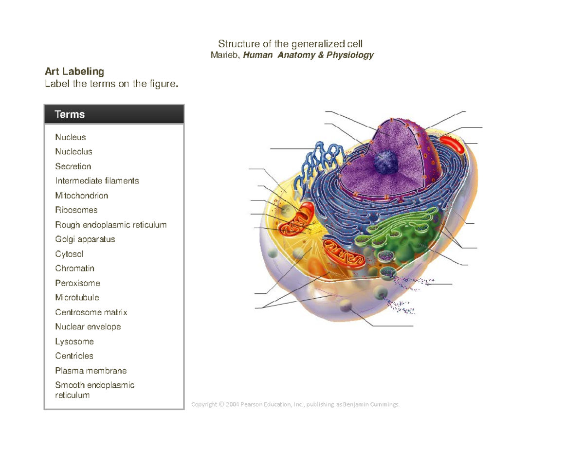 Structure Of Generalized Cell Structure Of The Generalized Cell 