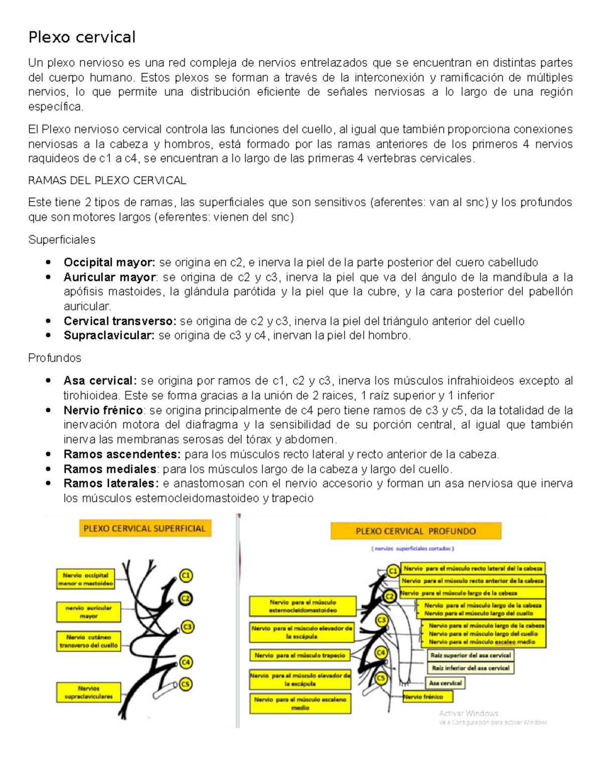 Plexo cervical - Estos plexos se forman a través de la interconexión y ramificación de múltiples ...