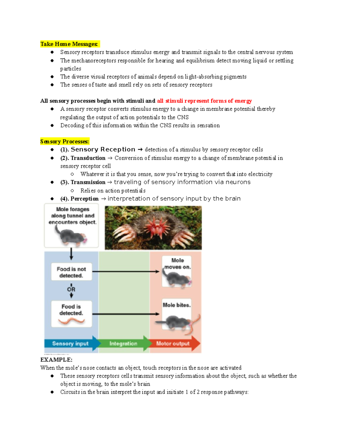Lecture 11 Sensory System - Take Home Messages: Sensory receptors ...