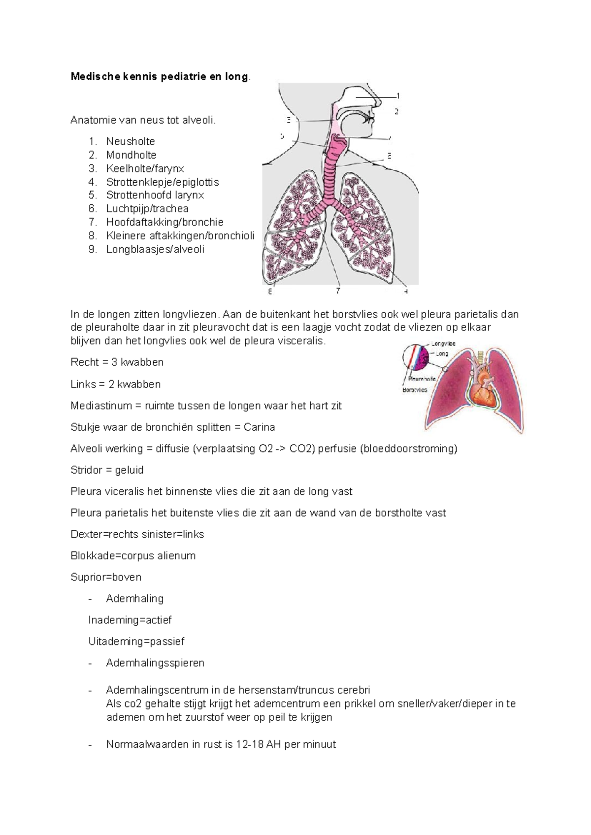 Medische kennis pediatrie en long - Anatomie van neus tot alveoli. 1 ...
