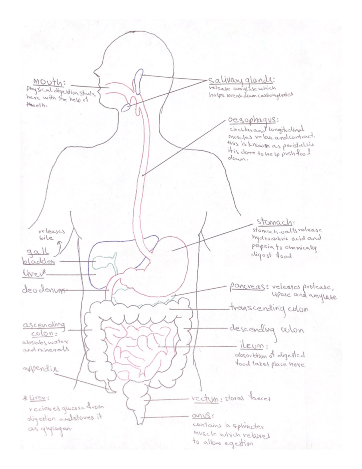 Diagrams of the digestive system. - Social Sciences - Studocu