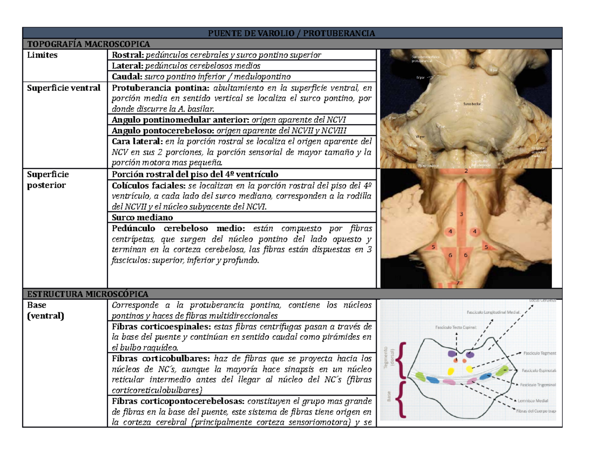 Puente DE Varolio Protuberancia - PUENTE DE VAROLIO / PROTUBERANCIA ...