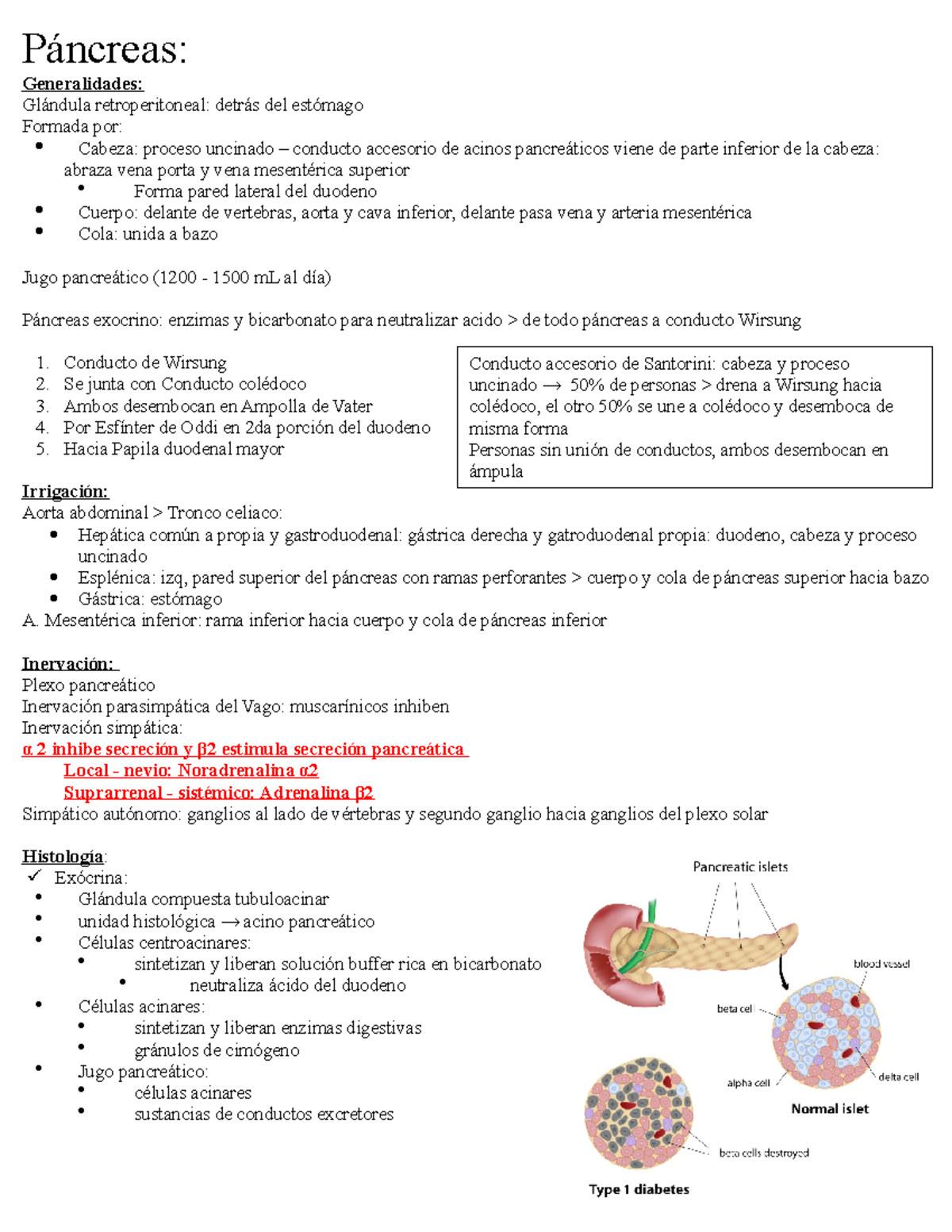 Páncreas - Apuntes endócrino de bioco - Páncreas: Generalidades ...