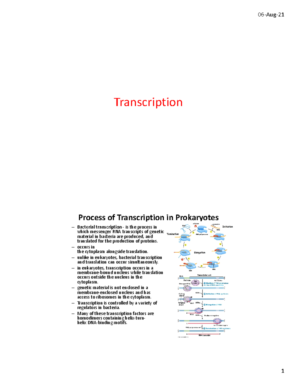 Transcription 1 - Very detailed lecture notes - Transcription Process ...