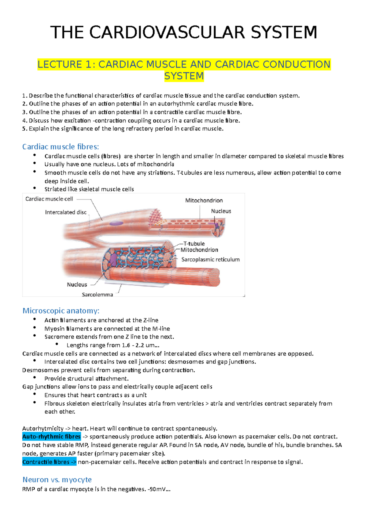 THE Cardiovascular System from lecture - THE CARDIOVASCULAR SYSTEM ...