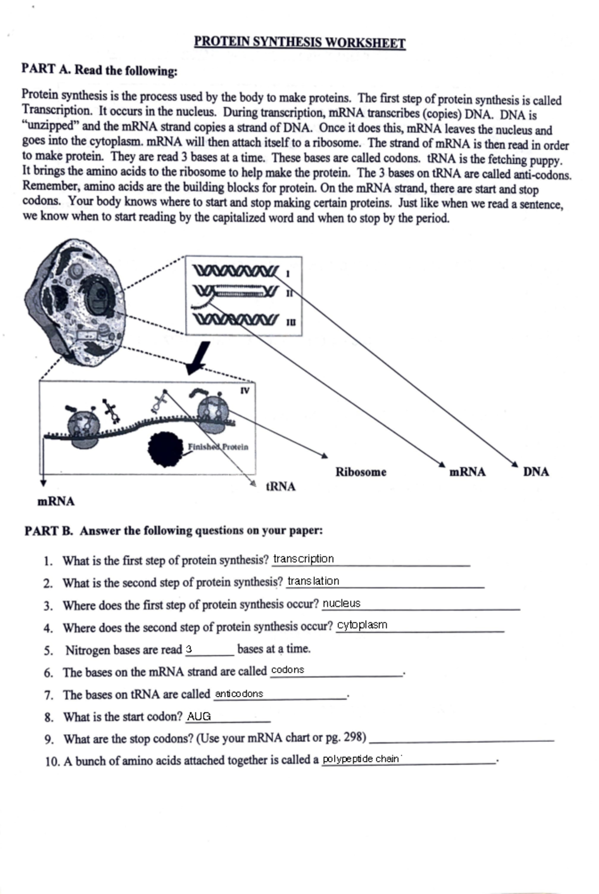 Protein synthesis worksheet - PROTEIN SYNTHESIS WORKSHEET PART A. Read ...