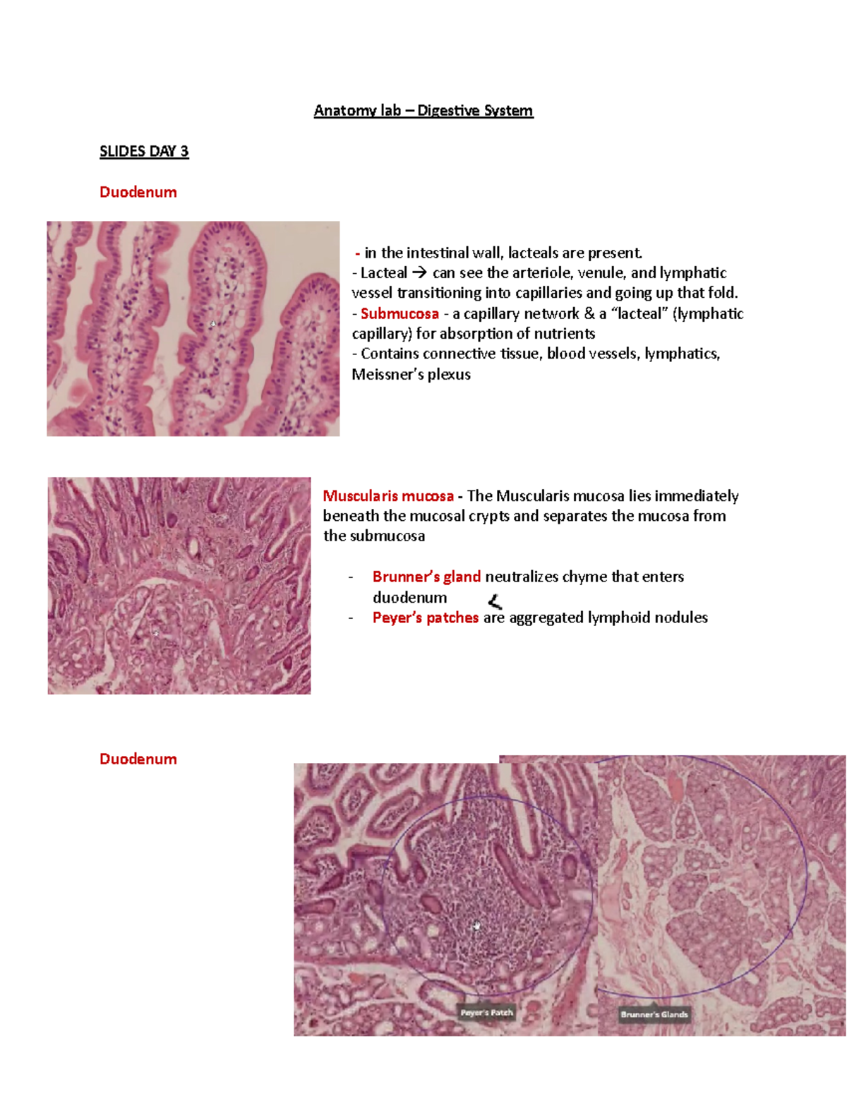 Anatomy lab - Digestive Slides 3 - Anatomy lab – Digestive System ...