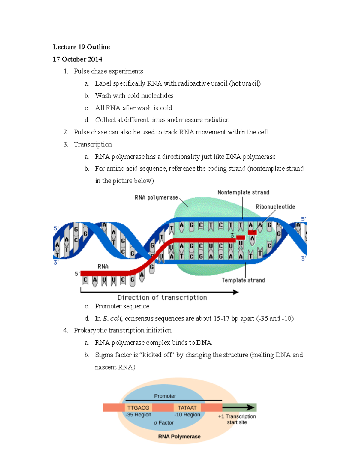 Lecture 19 Outline - RNA Processing, Splicing & Introns PROF: DR. SIA ...