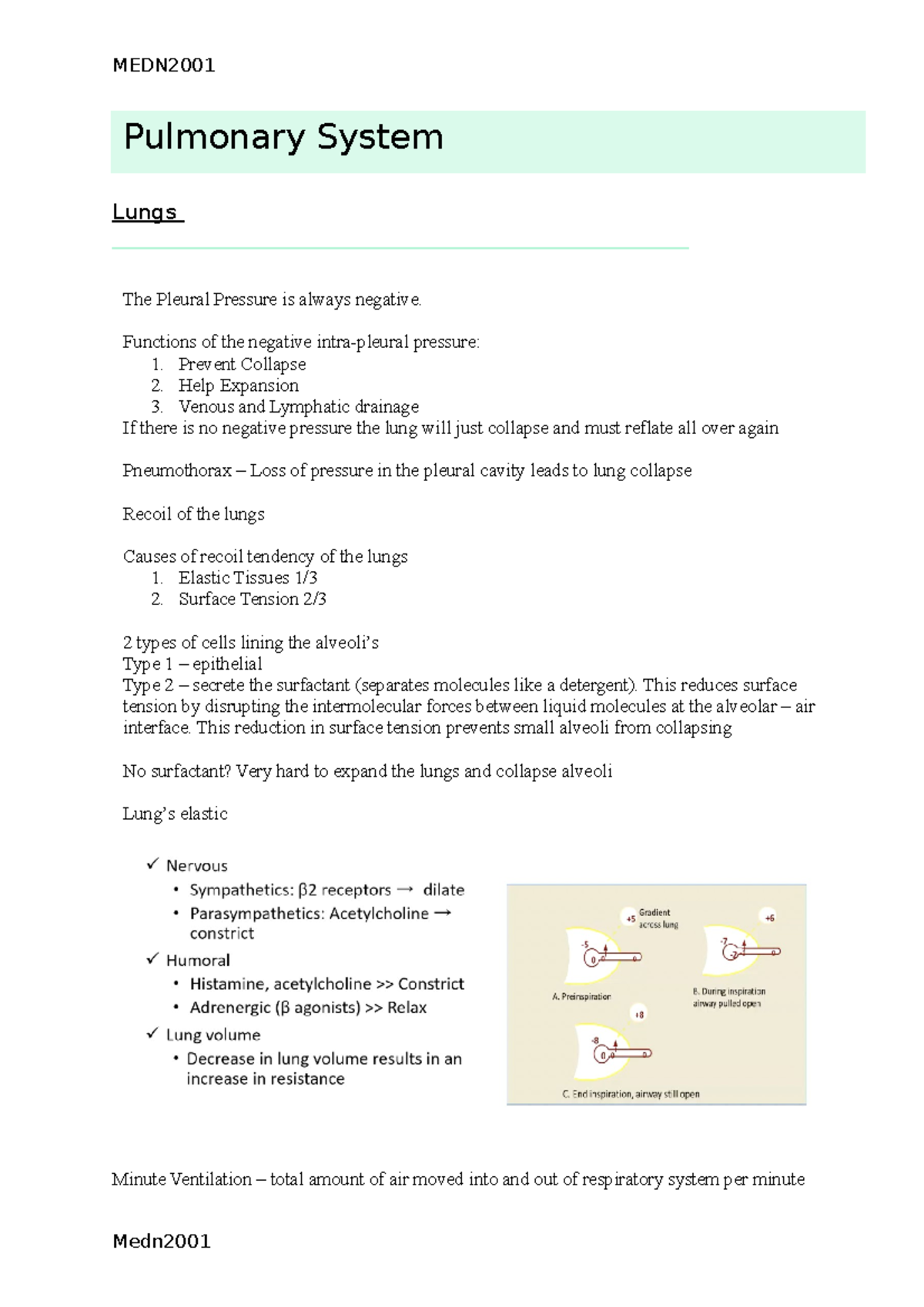 Pulmonary system - lecture notes taken from the lectures. - MEDN Lungs ...