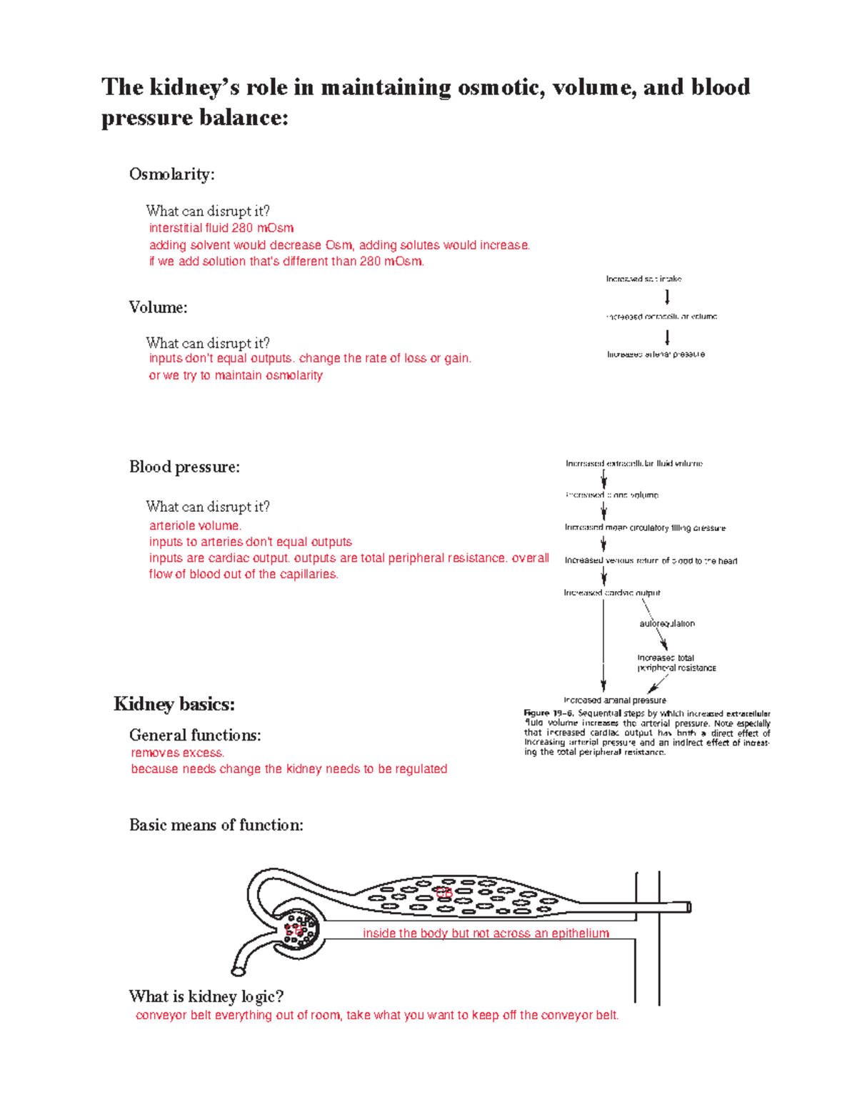 22 kidney - Lecture notes 22 - The kidney’s role in maintaining osmotic ...