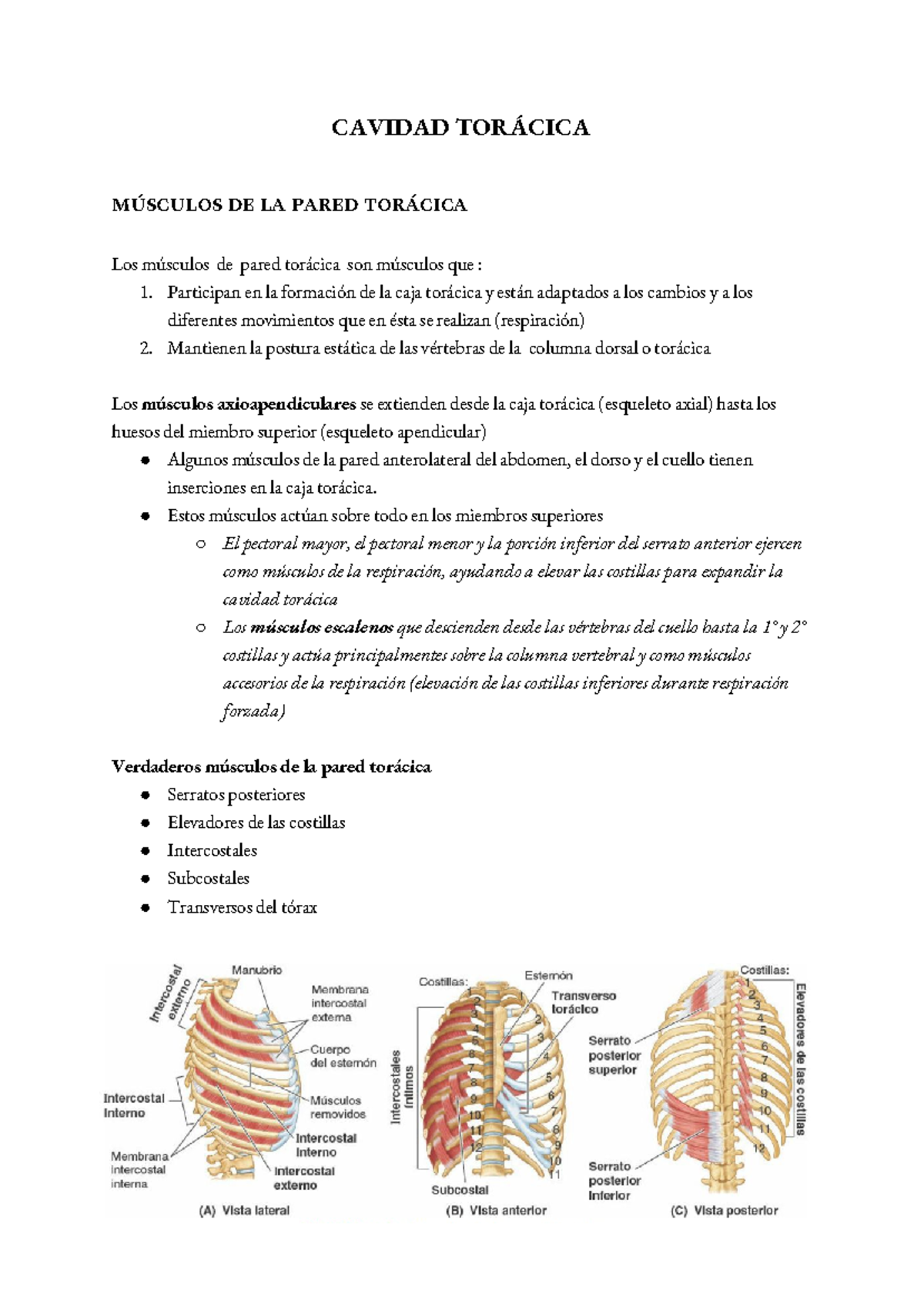 Anatomía de la cavidad torácica - CAVIDAD TORÁCICA MÚSCULOS DE LA PARED ...