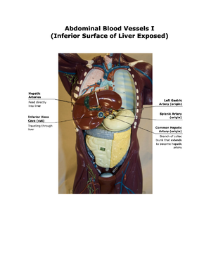 [Solved] the layers of the GI tract what type of tissue is in the GI ...