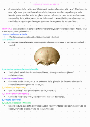 tabla del Cigomtico - Cigomático Vista lateral Nombre Ubicación ...