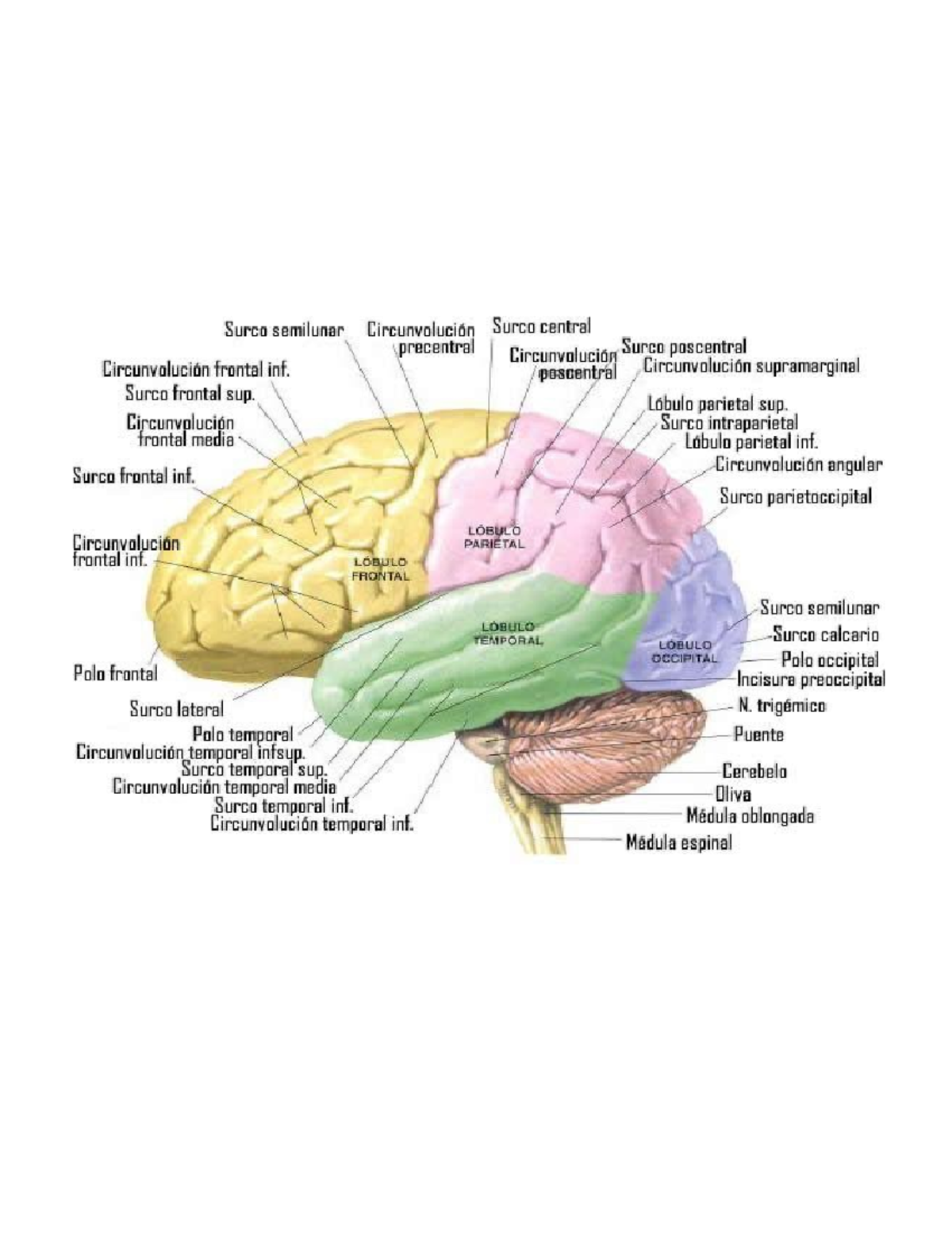 Bbc - Trabajo - Surco semilunar Circunvolución Surco central precentral ...