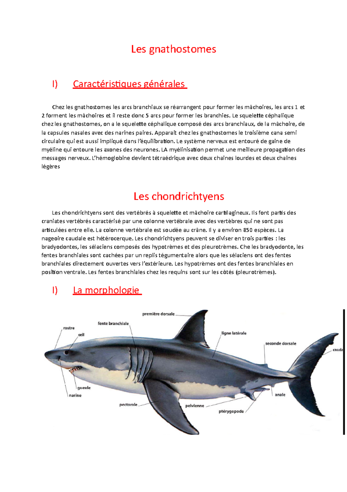 Chapitre 11 Les gnathostomes - Les gnathostomes I) Caractéristiques générales Chez les ...