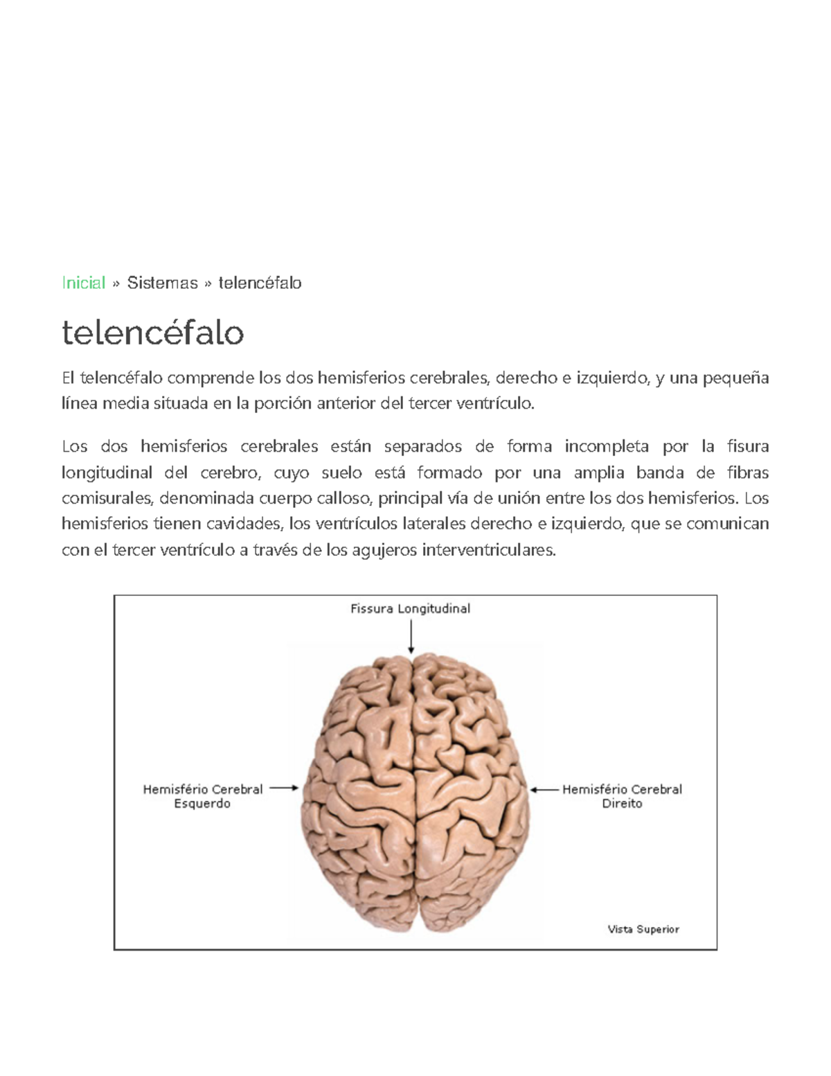 Telencéfalo Sistemas Aula de Anatomia - Inicial Sistemas telencéfalo ...