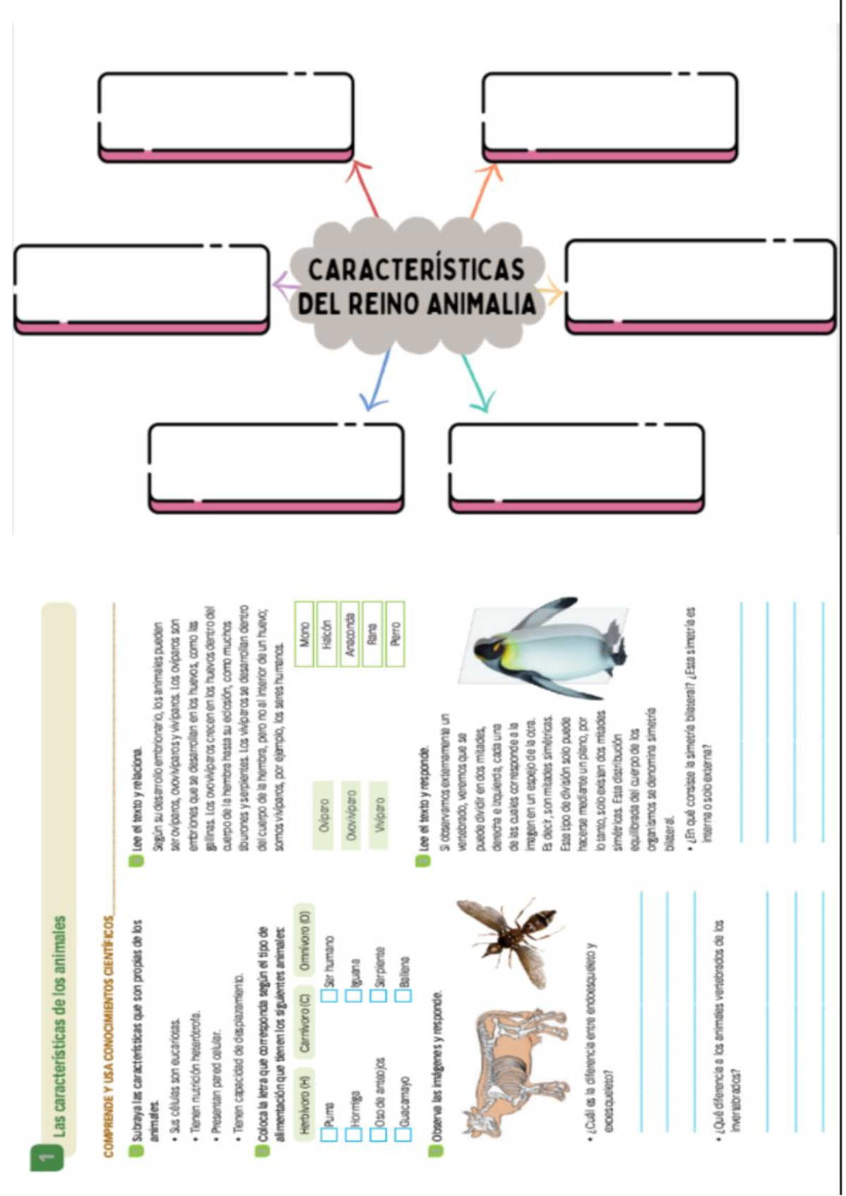 12 ficha - Fijas - 1 Las características de los animales COMPRENDE Y ...