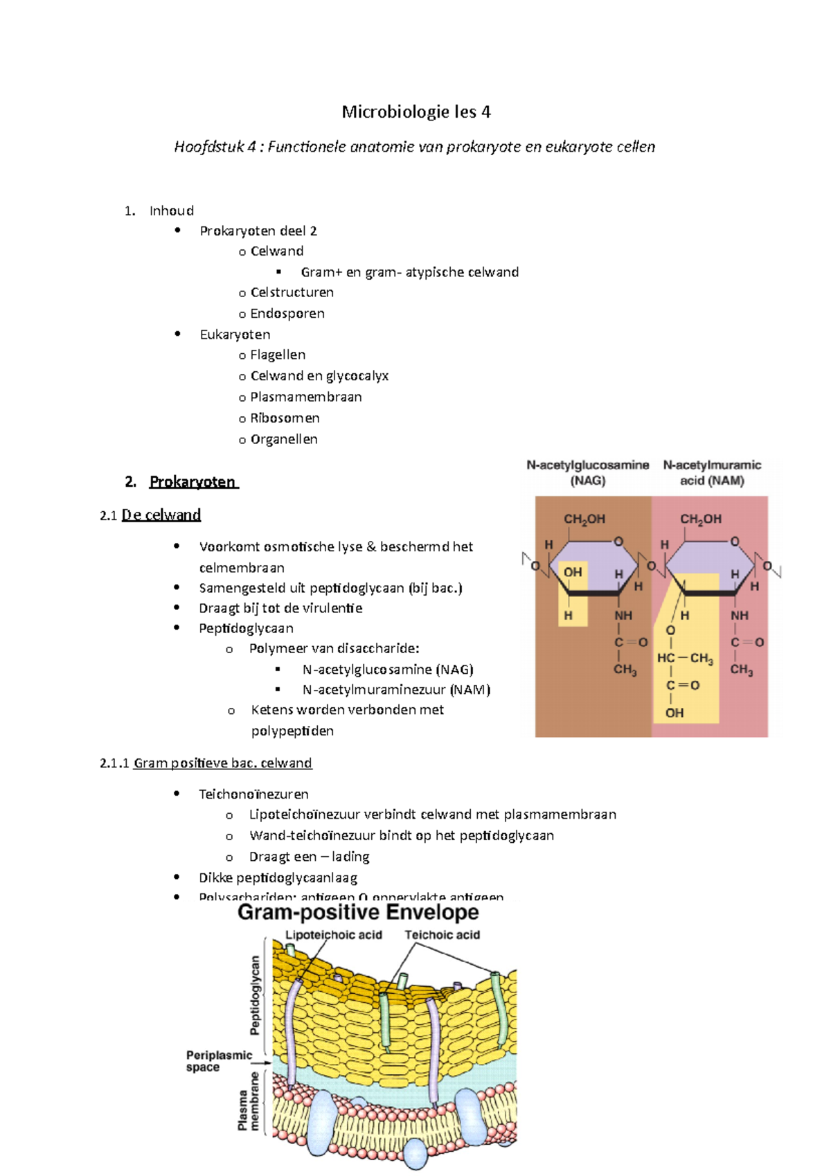 Microbiologie les 4 - Prokaryoten 2 De celwand Voorkomt osmotische lyse ...