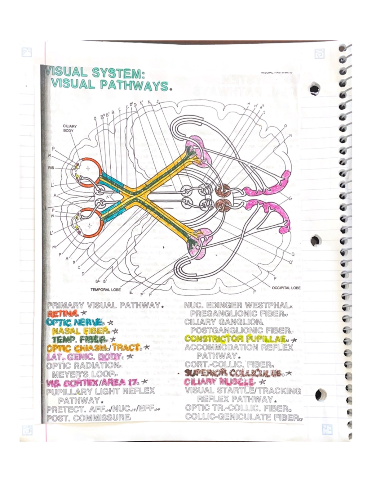 Sensation and Perception Diagrams - PSYC 233 - Studocu