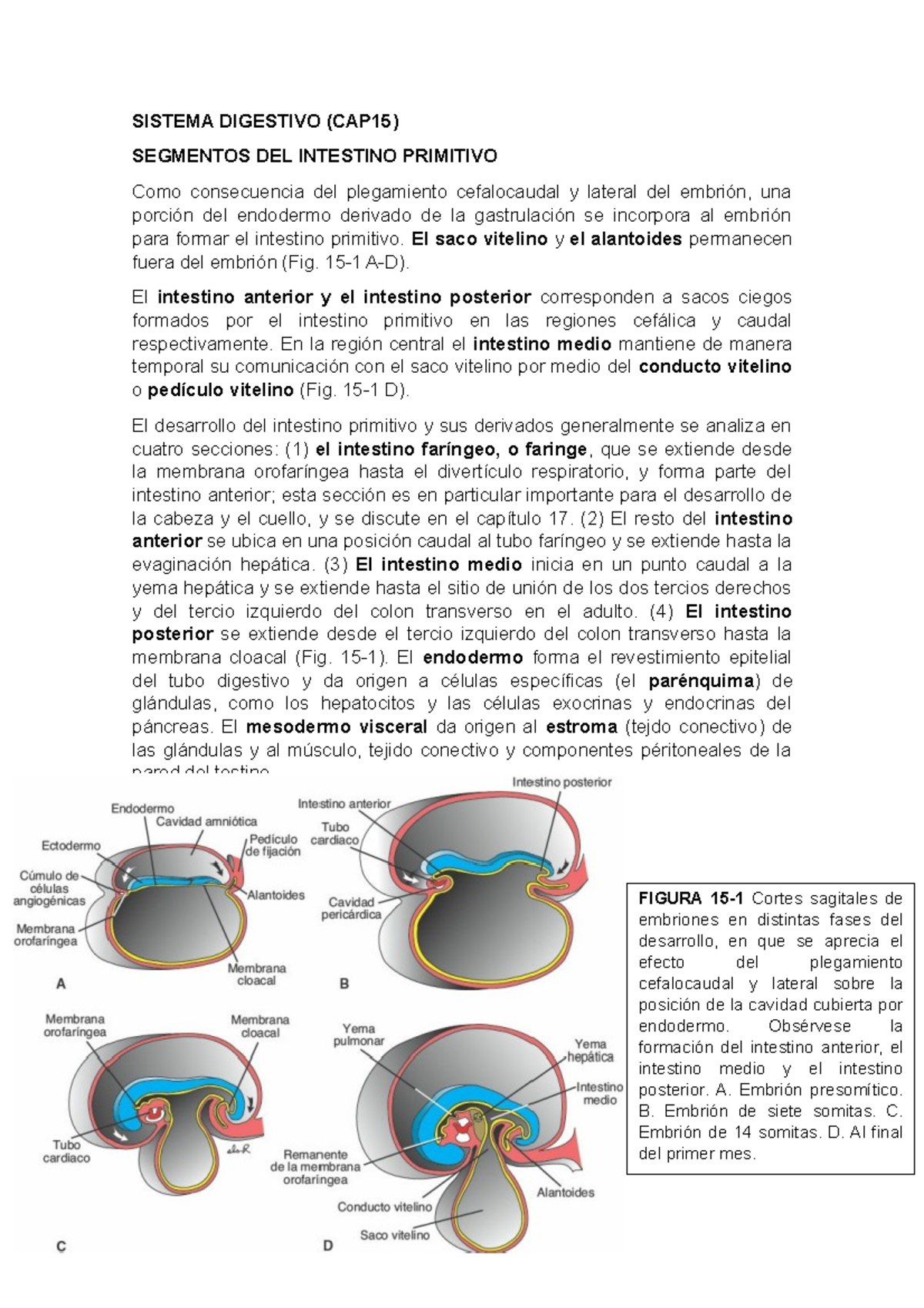 Esófago, Faringe Y BOCA Embrio INICIO DE SISTEMA DIGESTIVO MOORE Y ...