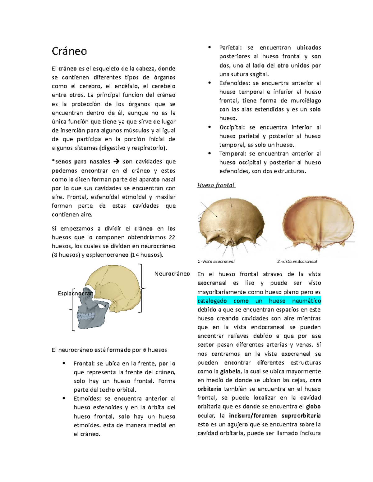 Craneo - Cráneo El cráneo es el esqueleto de la cabeza, donde se ...
