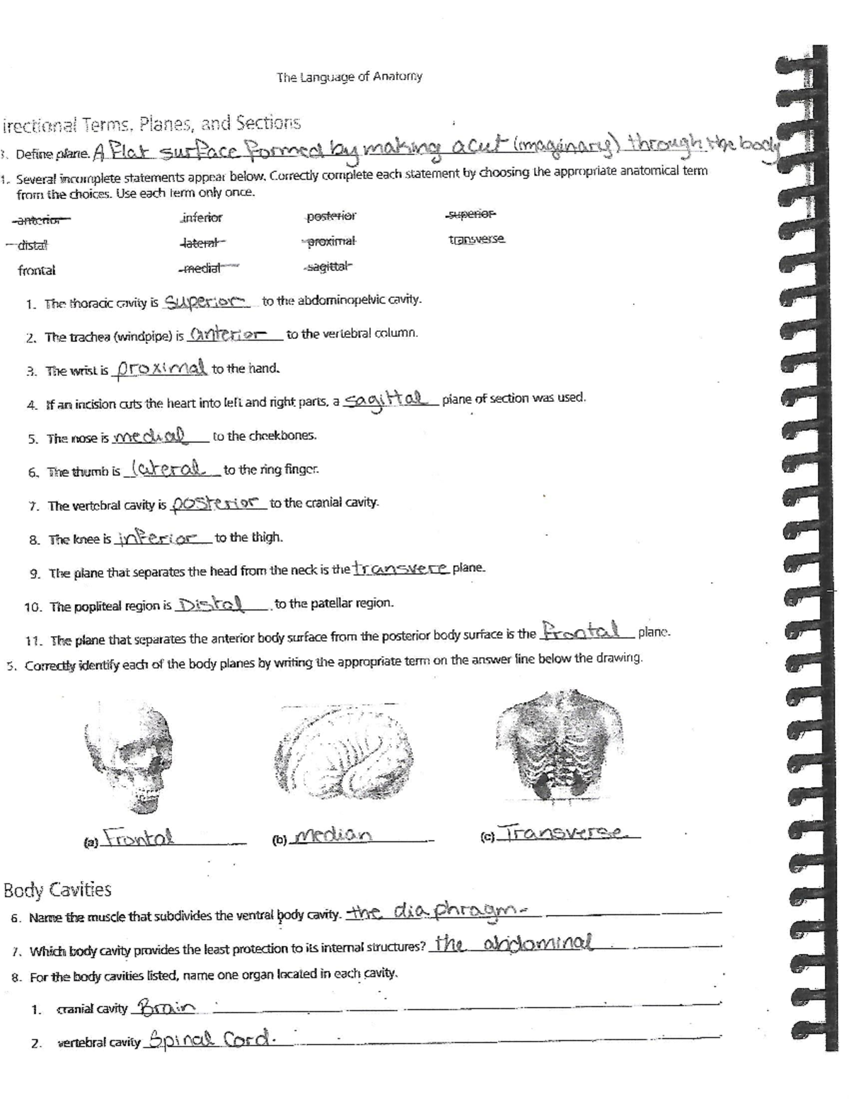 Language of Anatomy 2 - BSC 2085C - Studocu