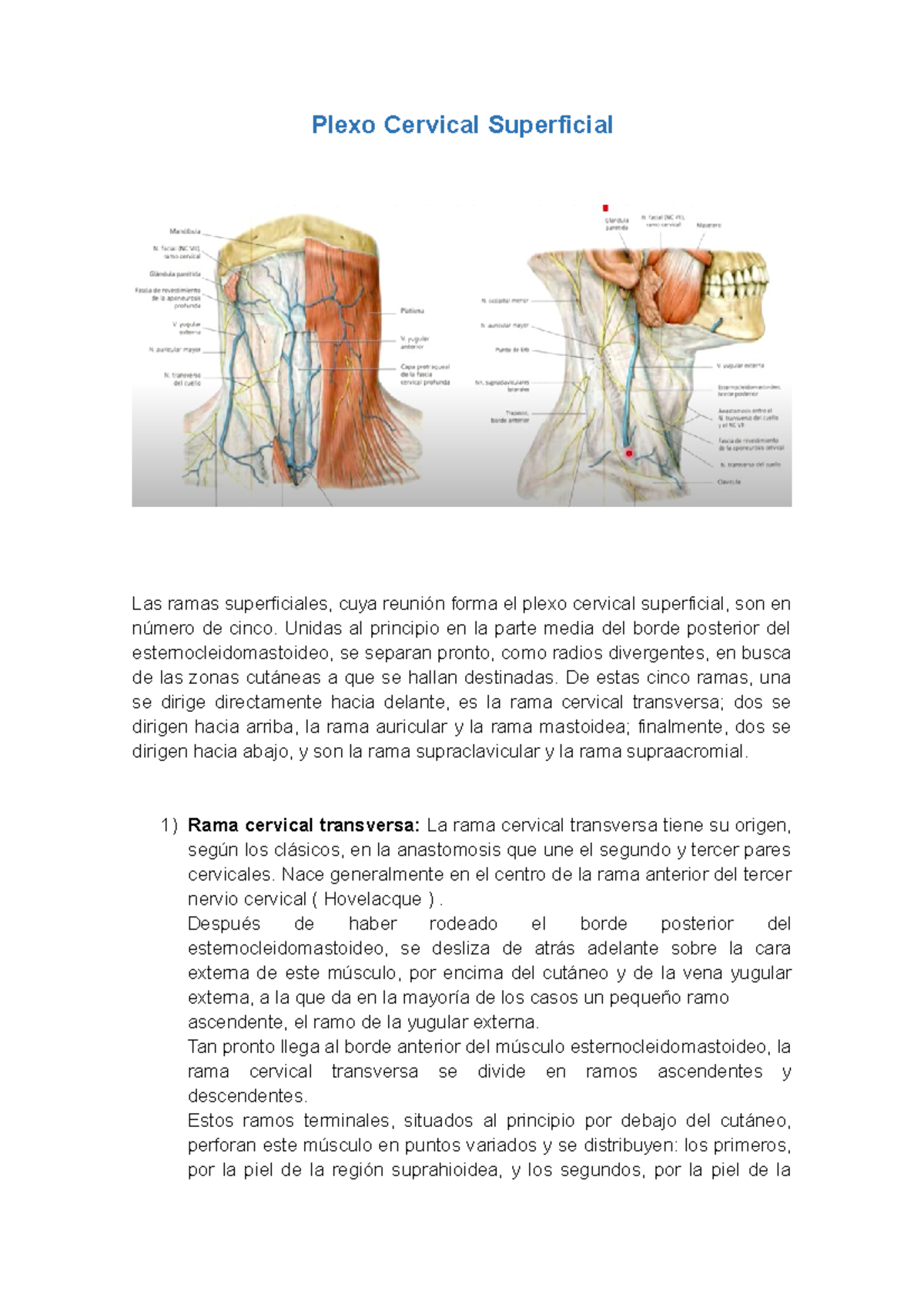 Plexo cervical superficial Generalidades - Plexo Cervical Superficial Las ramas superficiales ...