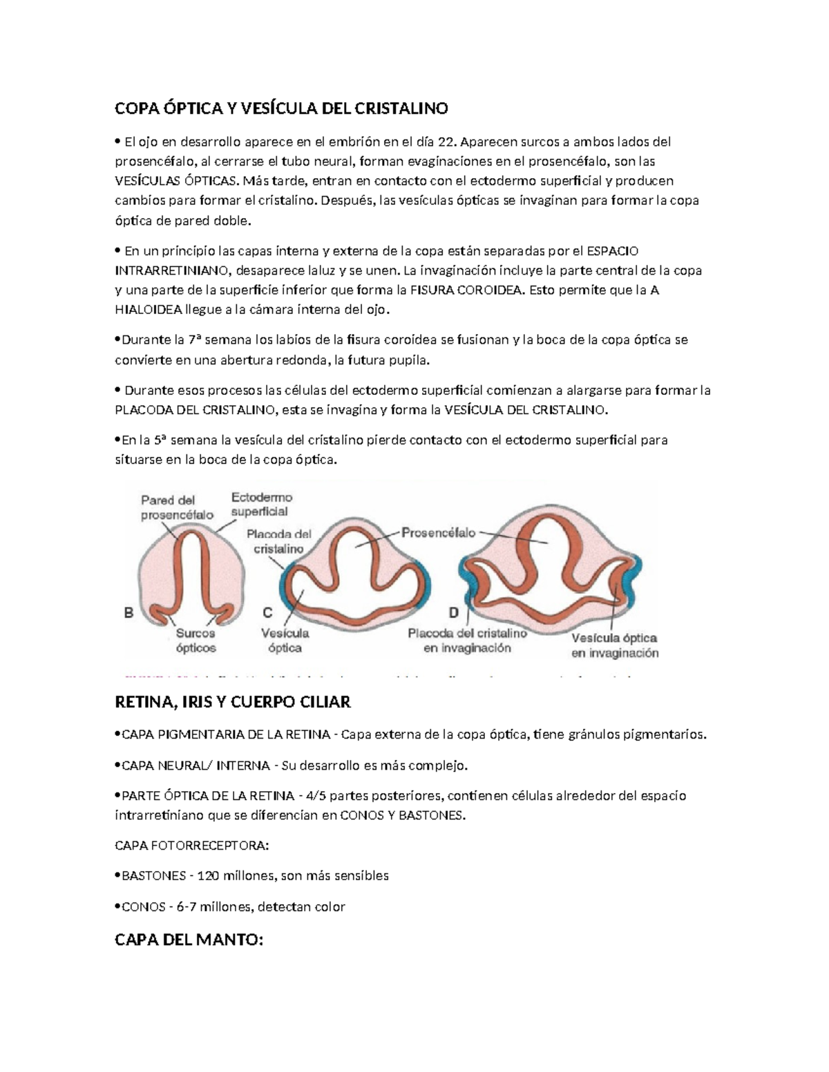COPA Óptica Y Vesícula DEL Cristalino - COPA ÓPTICA Y VESÍCULA DEL ...