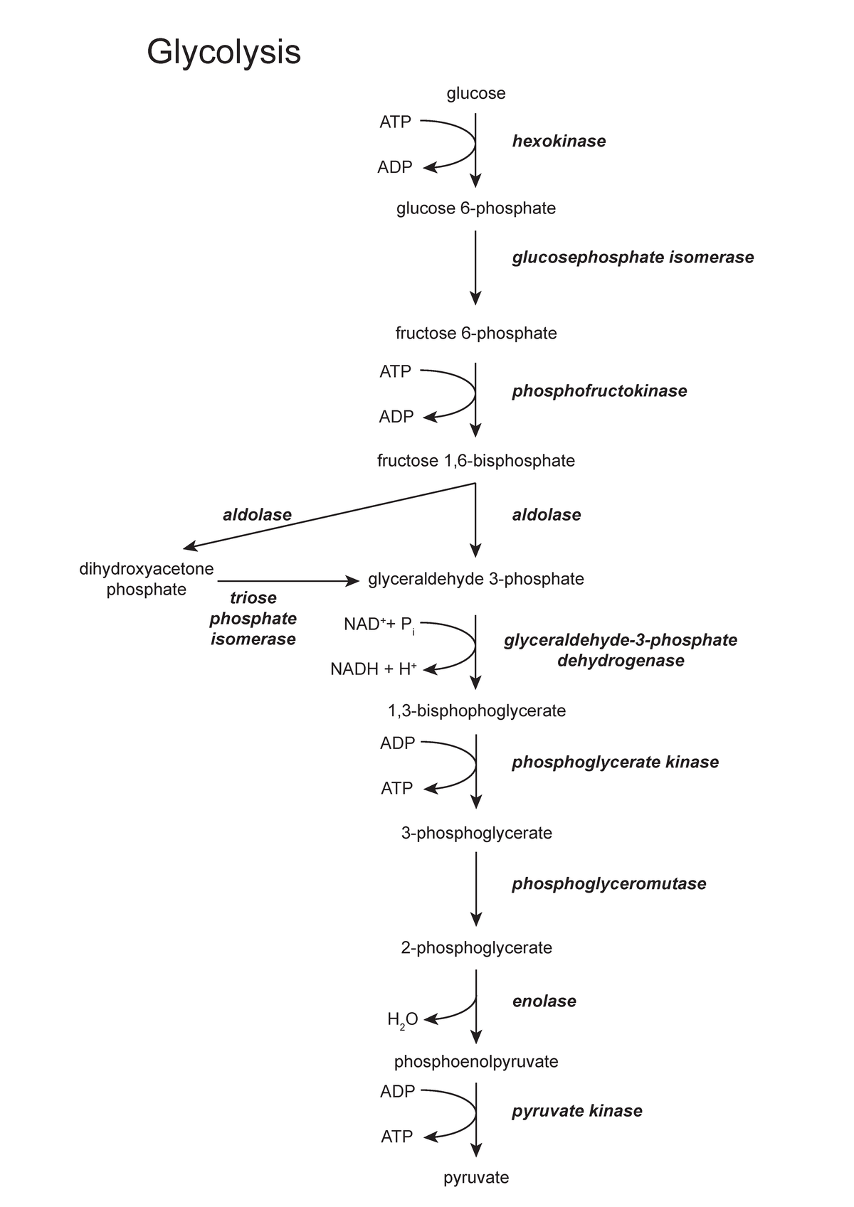BIOC192 metabolic pathways 2022 - pyruvate kinase enolase ...