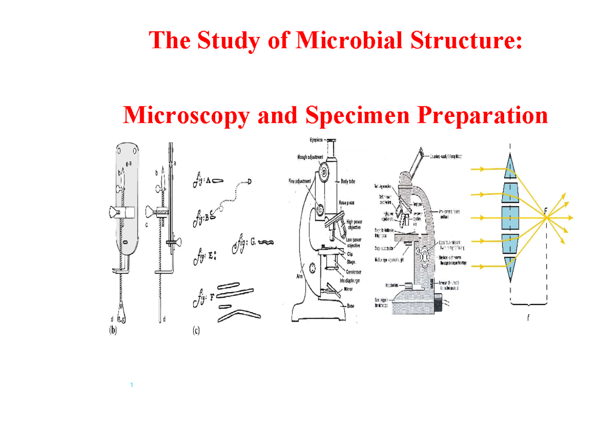 Study of microscopy and its introduction - The Study of Microbial ...