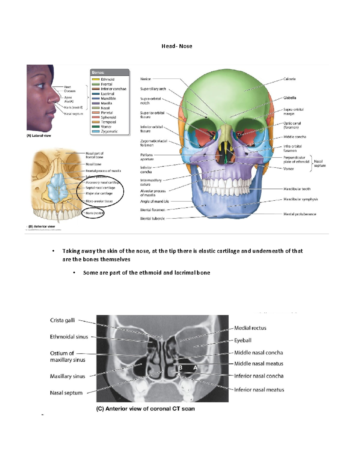Head- Nose - BIO 2233 Fall 2021 Instructor: Prof. Frank Nelson - Head ...