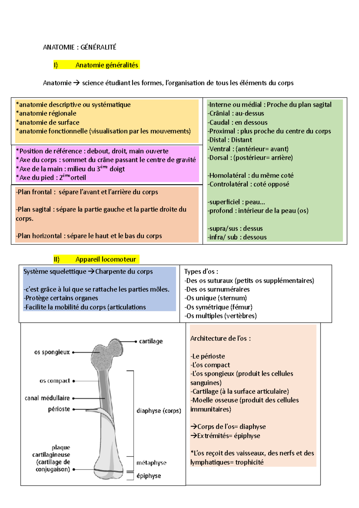 Cours généralité Anatomie - ANATOMIE : GÉNÉRALITÉ I) Anatomie ...