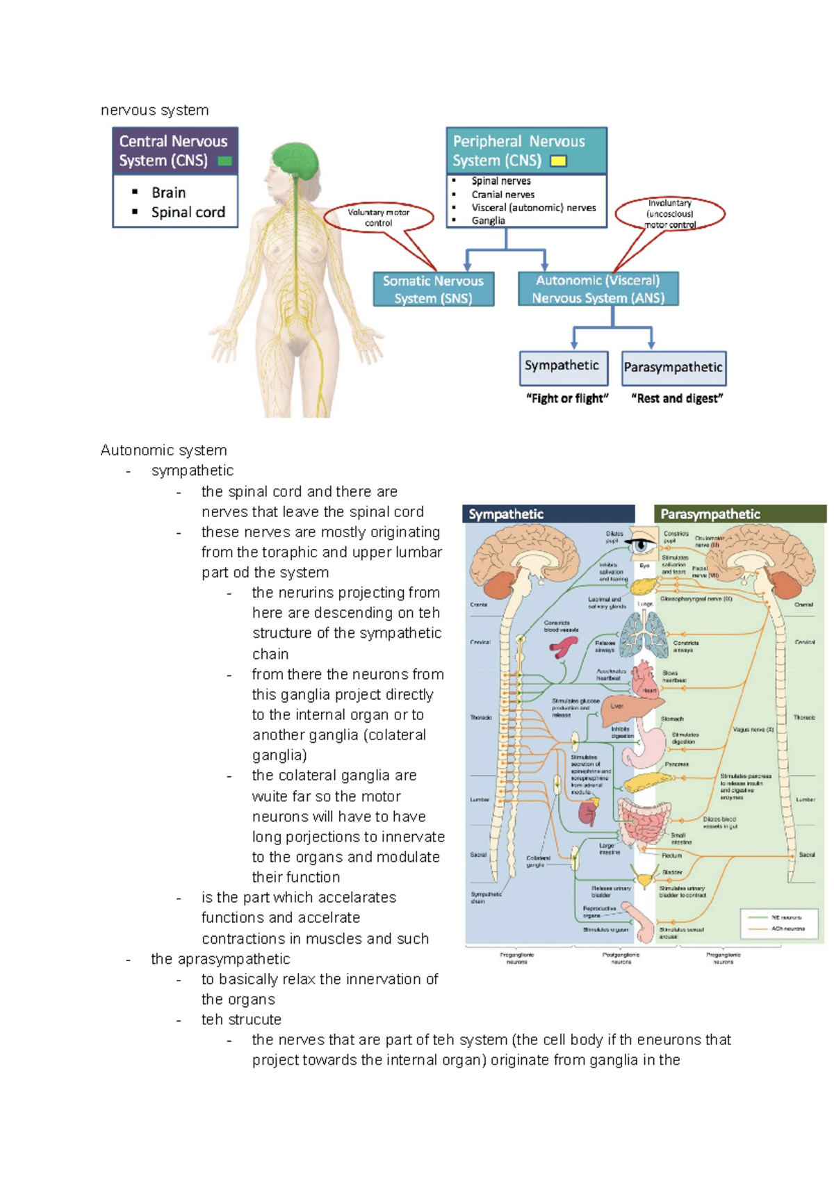 Lecture 2- introduction to the anatomy of the nervous system (SFB ...