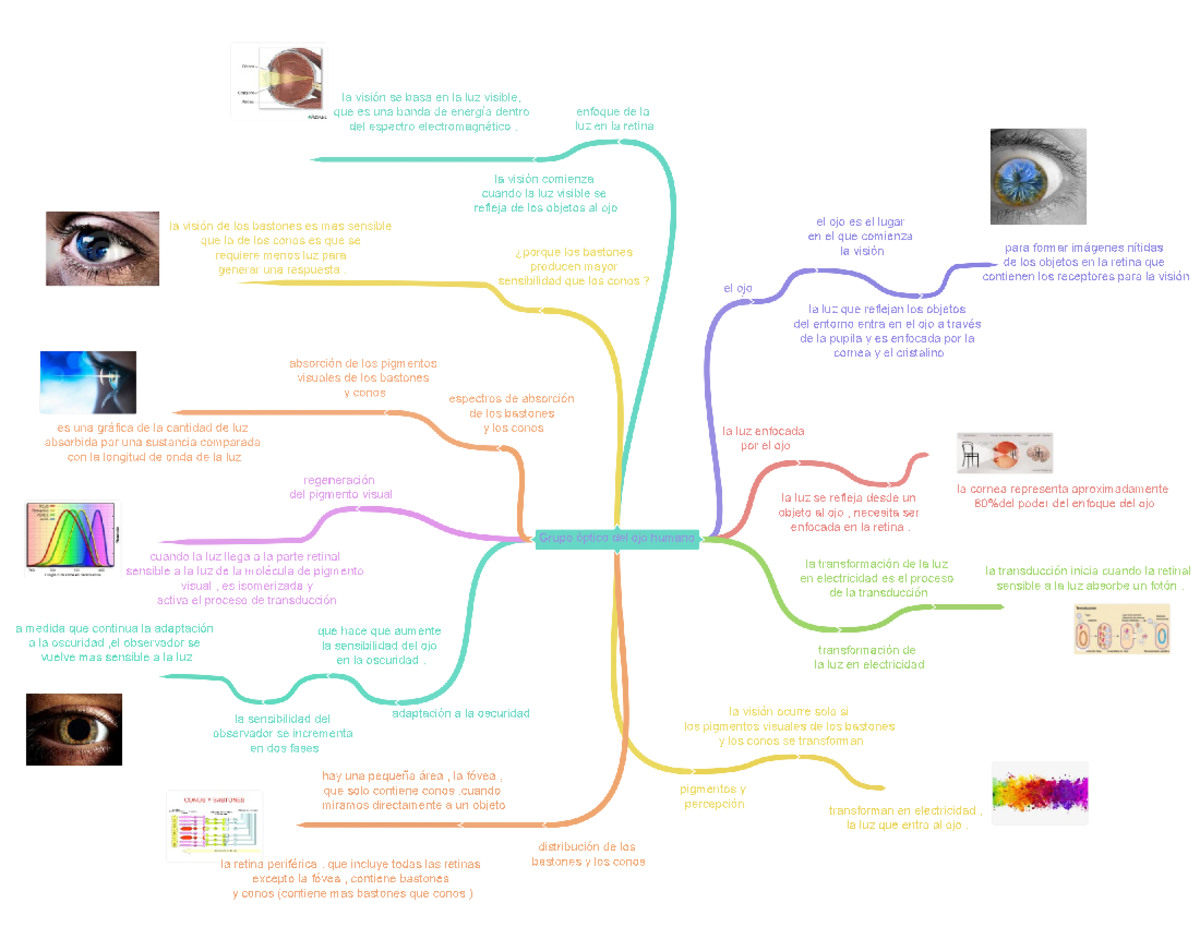 Grupo óptico del ojo humano - Alumbrado E Instalaciones Eléctricas Y ...