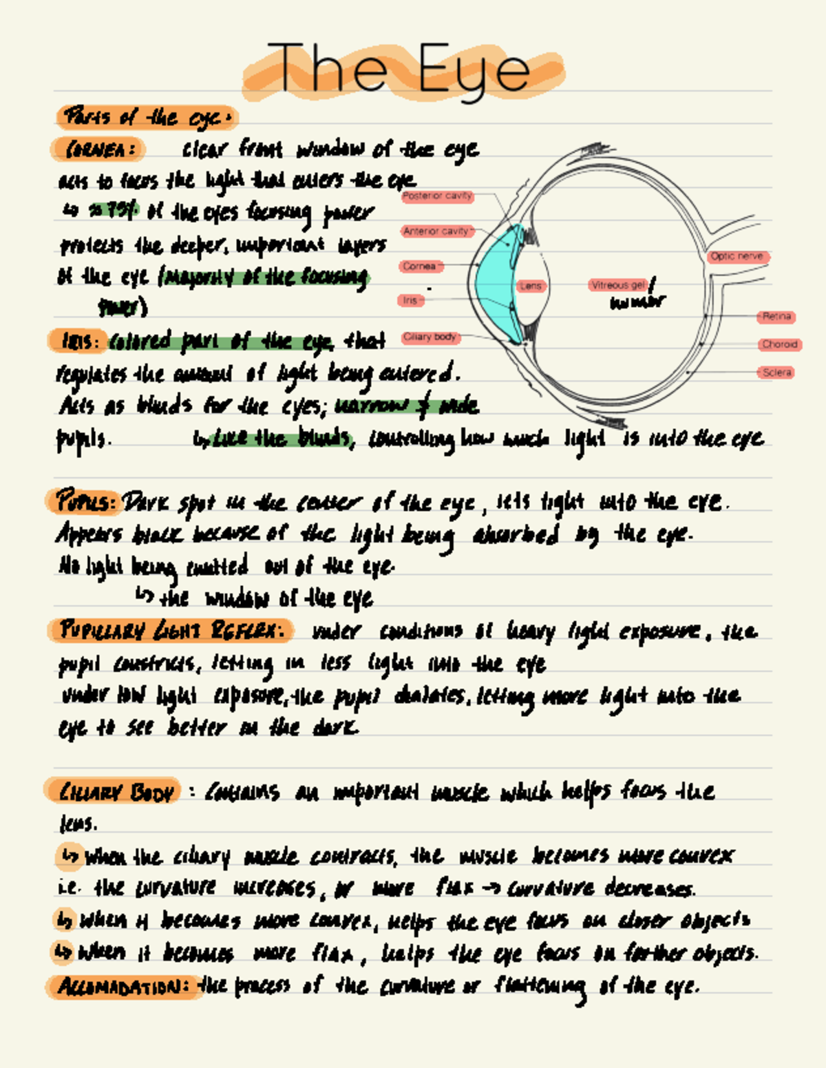 Eye - Detailed five pages notes on the different parts of the eyes ...