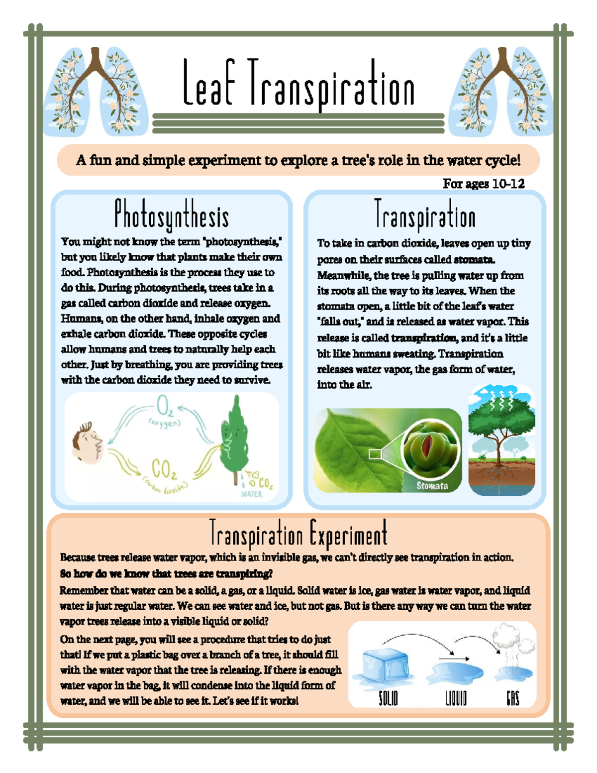 Transpiration-Experiment - ####### For ages 10- Leaf Transpiration A ...