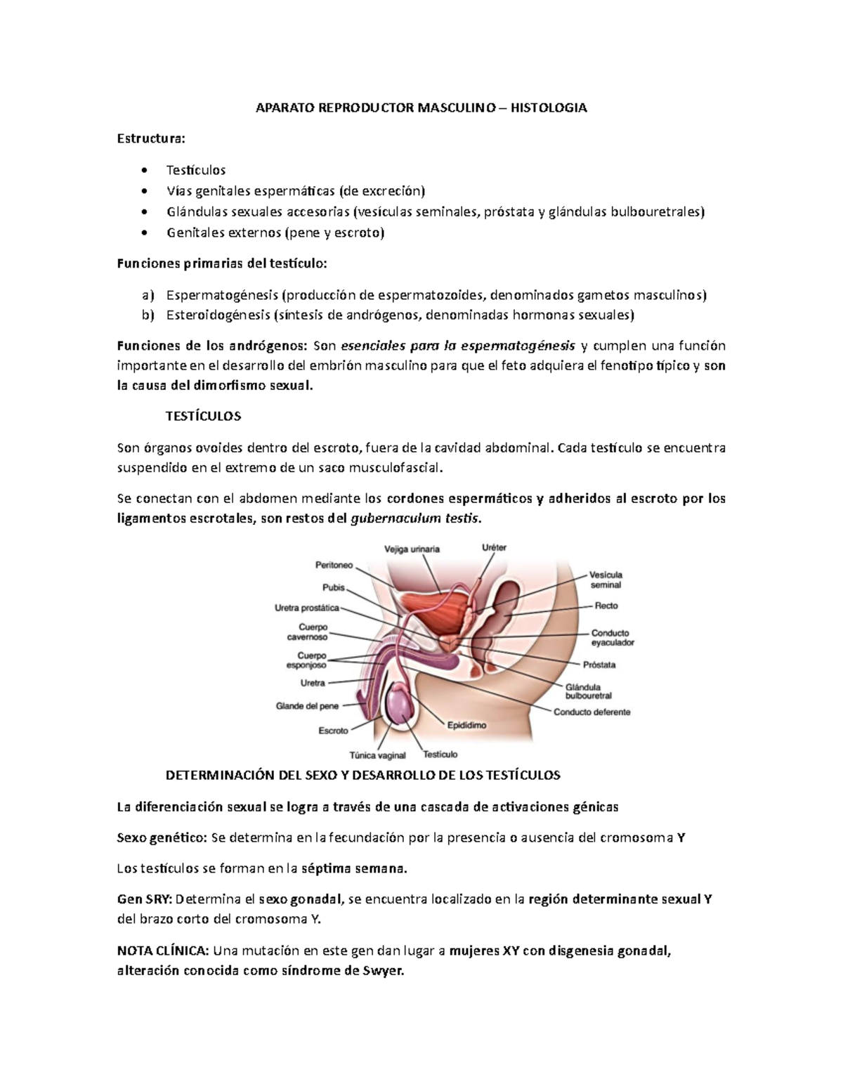 Resumen- Histologia- Aparato Reproductor Masculino - APARATO REPRODUCTOR MASCULINO – HISTOLOGIA ...