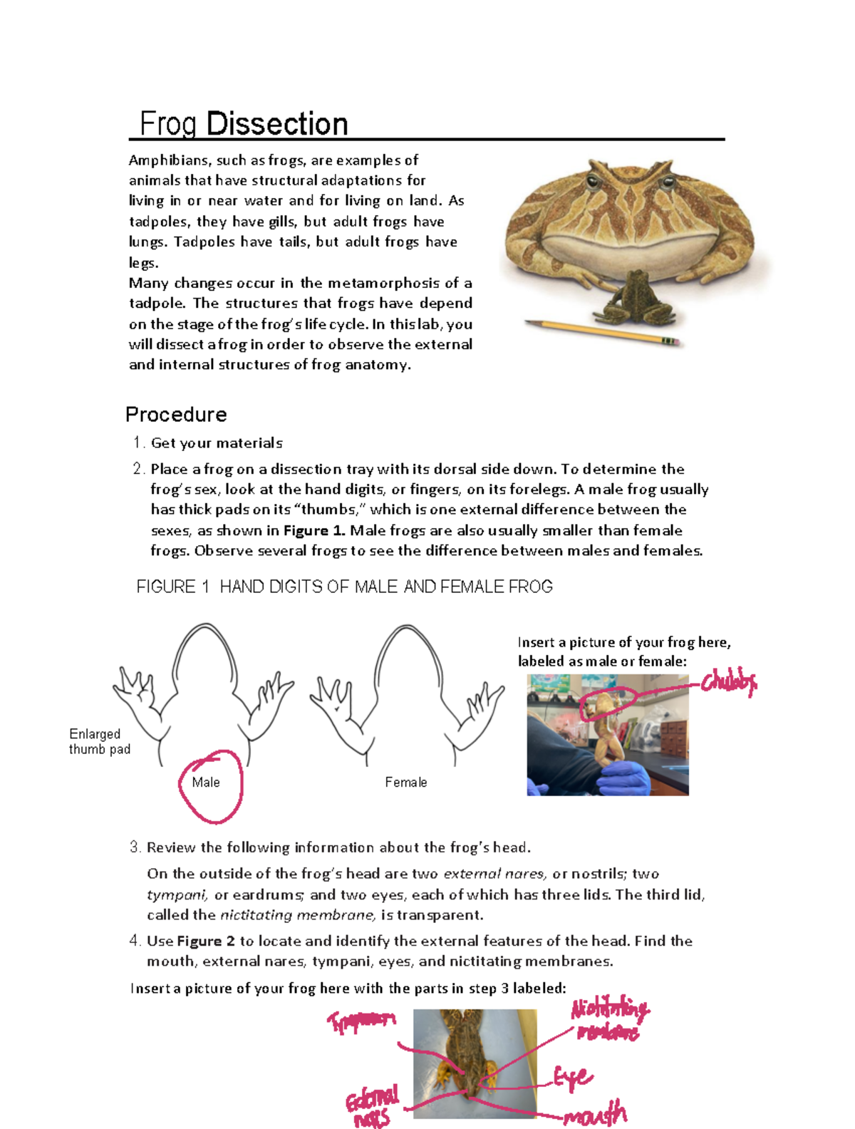 Frog+dissection+2023 - Frog Dissection Amphibians, such as frogs, are ...