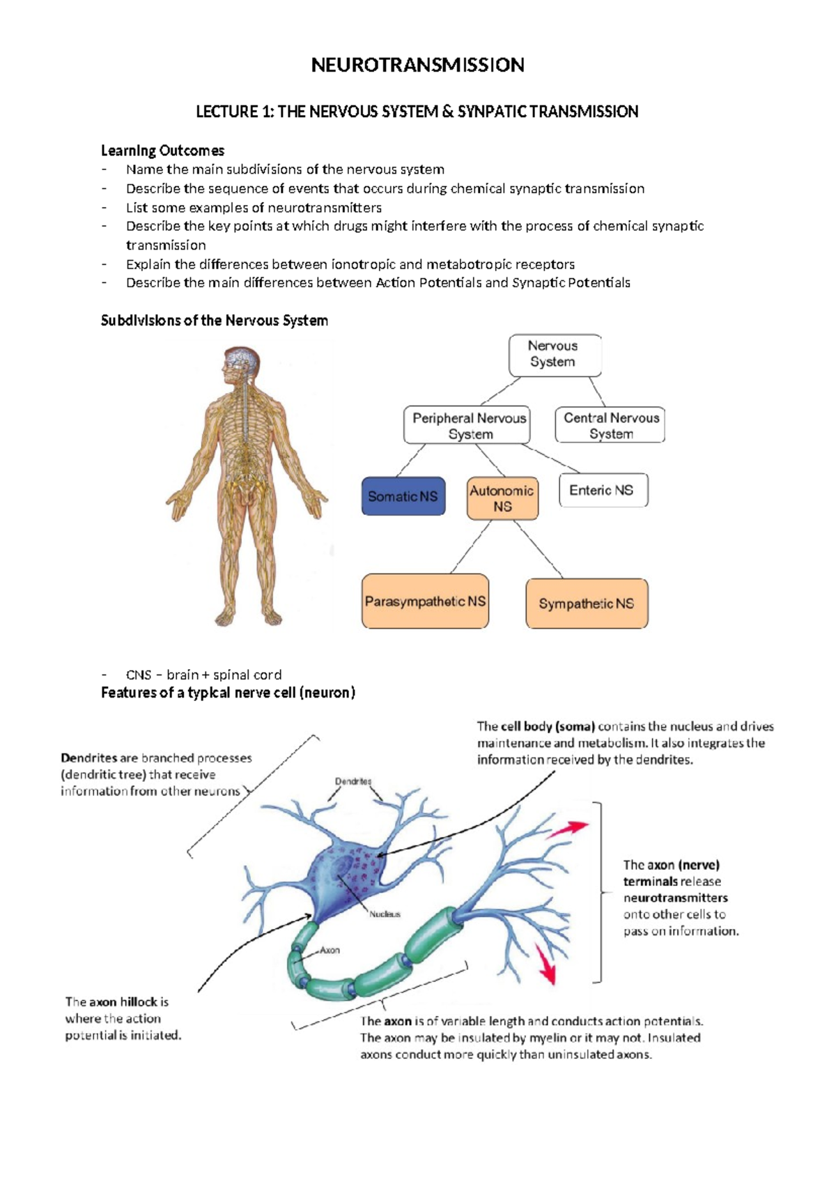 Neurotransmission - Neurotransmisson notes - LECTURE 1: THE NERVOUS ...