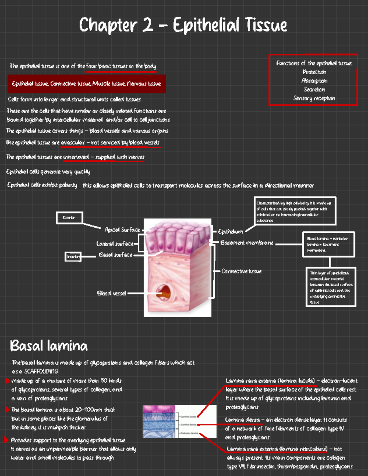 Human Histology - Chapter 2 - Epithelial Tissue Epithelium Basement membrane Connective tissue ...