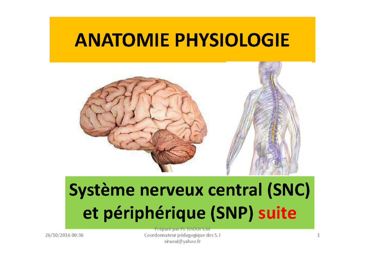 Cours anatomie du Système nerveux - ANATOMIE PHYSIOLOGIE Système ...